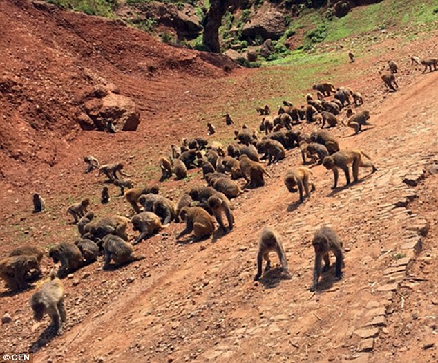 Hundreds Of Monkeys Take Over Chinese Village After Tourism Plan ...