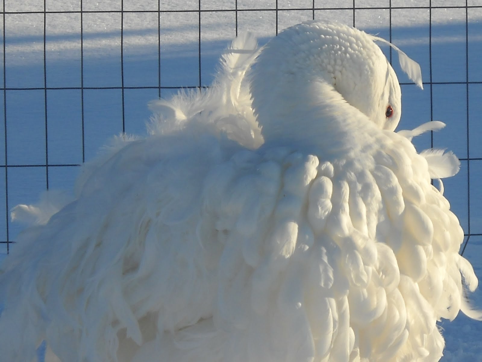 Breed Savers: Sebastopol Geese - The Goose With a Curly "Perm"