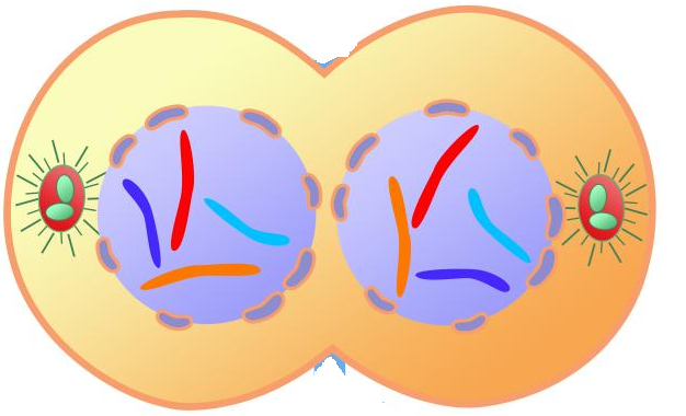 Liceo Scientifico e Linguistico Galileo Galilei di Civitavecchia ...