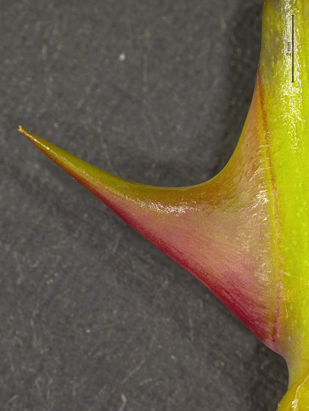 Scanning Electron Microscope Blog: 2016