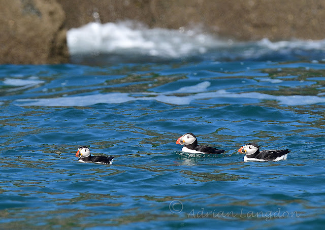 images-naturally!: Seabirds off the North Cornwall coast 10th May 2019