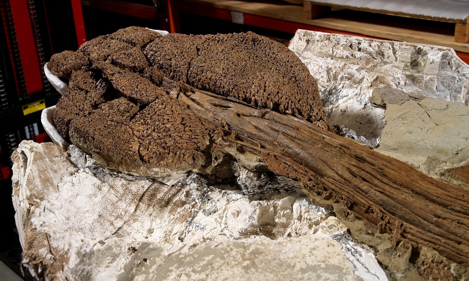 Species New to Science: [Paleontology • 2017] Zuul crurivastator • A ...