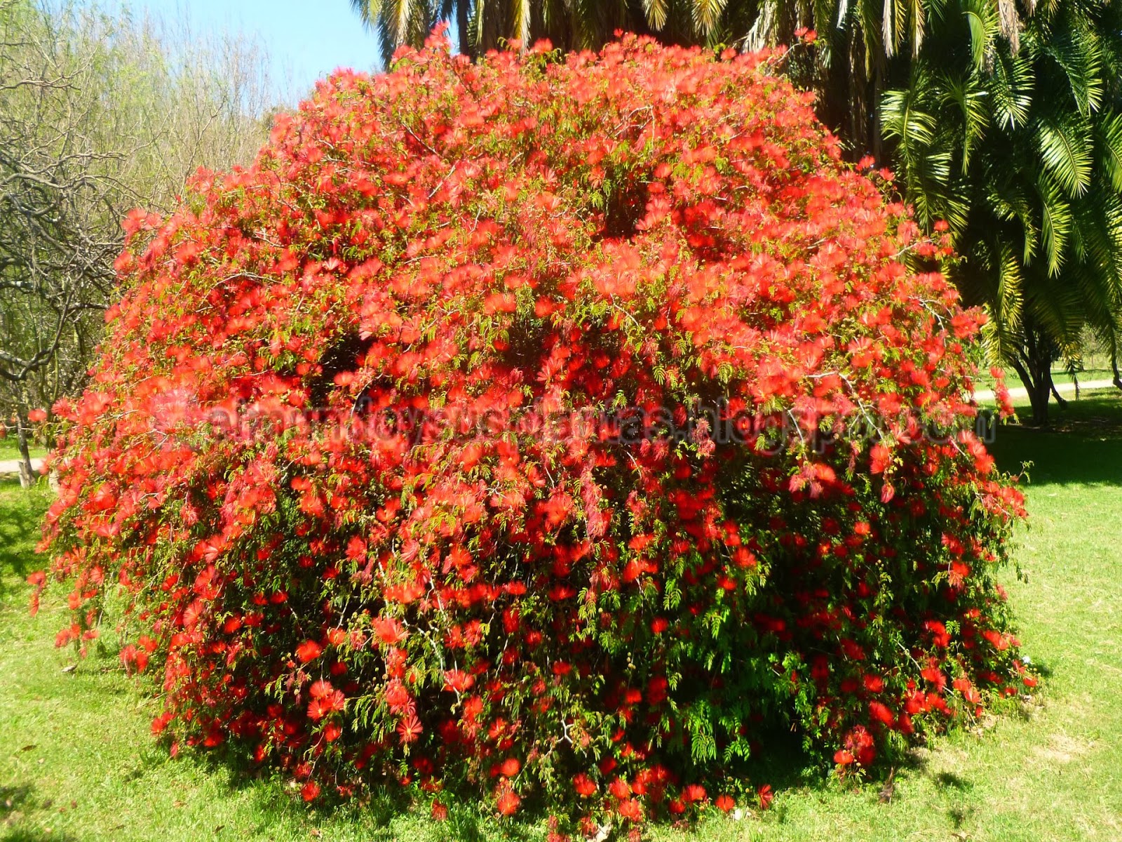 Nombre Científico o Latino Calliandra tweedii, nombre común o vulgar ...