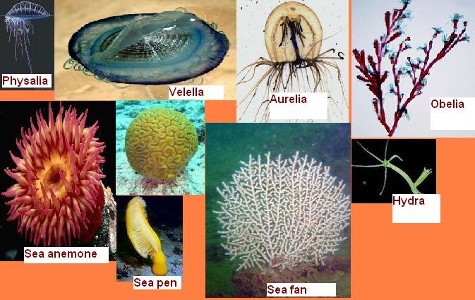 Invertebrates Examples