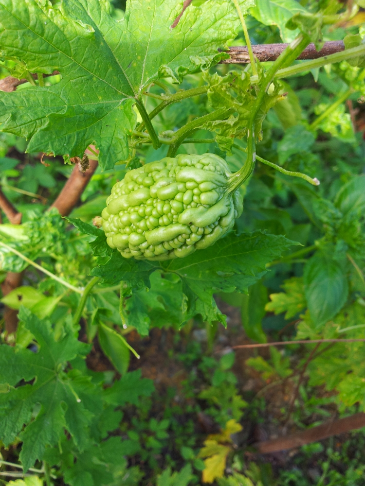 Khasiat Pokok Peria ~ seribupilihan