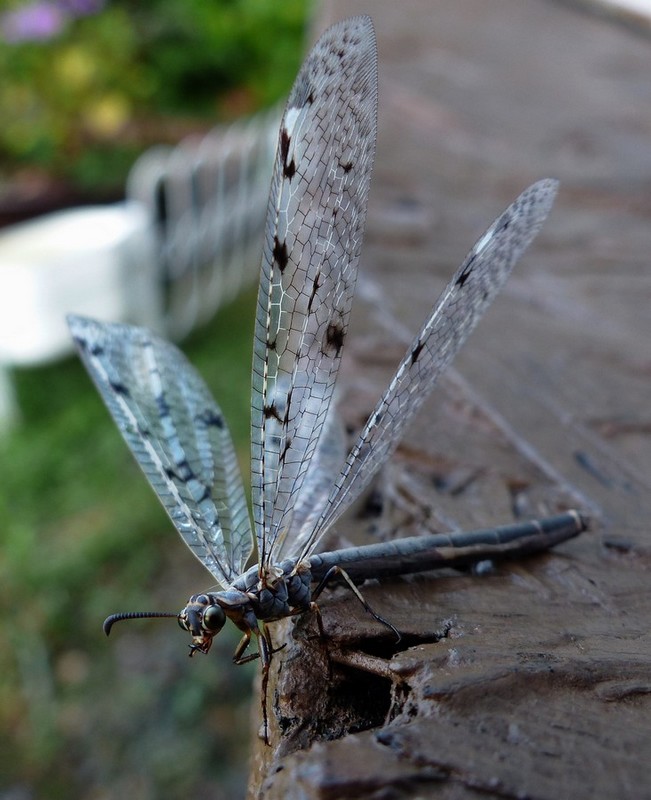 S foťákem na cestách: Mravkolev skvrnitý
