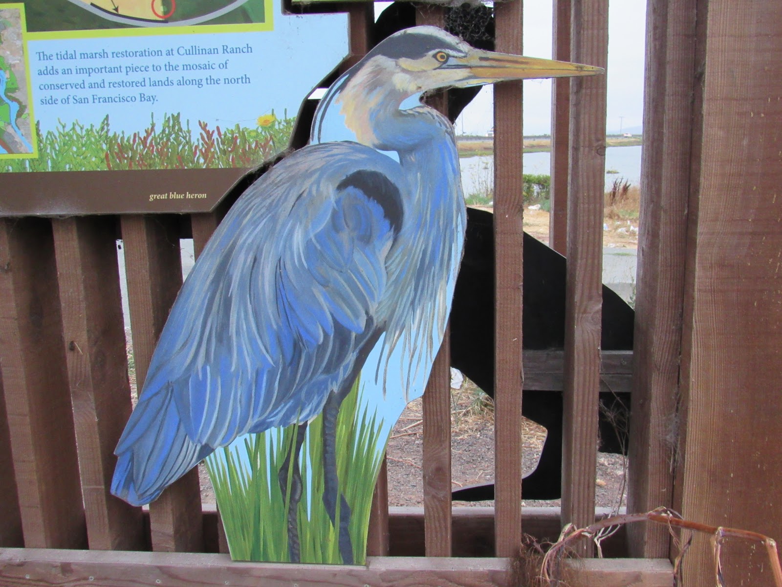 Wings and Daydreams: San Pablo Bay National Wildlife Refuge