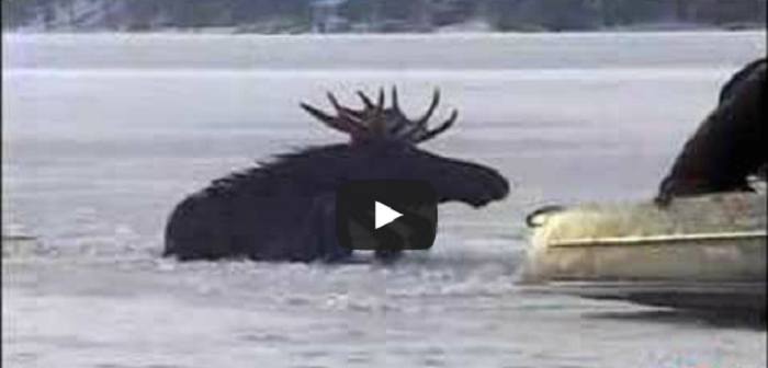 Moose Rescued From Frozen Loon Lake - Snow Addiction - News about ...