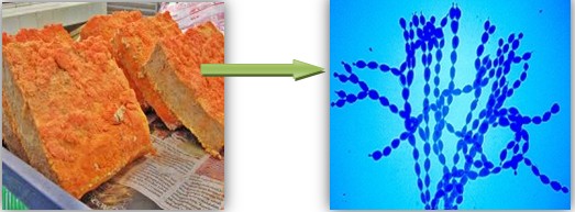 e-modul: e-Modul Kelompok 1 Bio-C