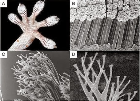 The Gecko's Foot: March 2015
