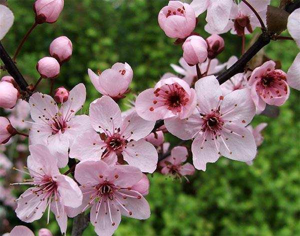 Plum Blossom ~ Flora Academy