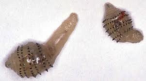 CachorrosBlogs.: Parasitas de Cachorro - Mosca de Berne (Demotobia ...