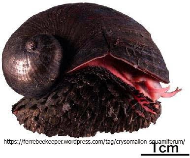 Bizarre Creature of the Day: Creature 168: Crysomallon squamiferum