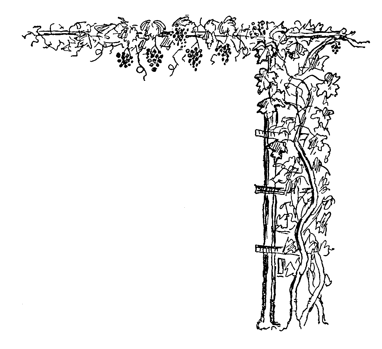 Digital Stamp Design: Stock Grapes Fruit Digital Images Crafting Corner ...