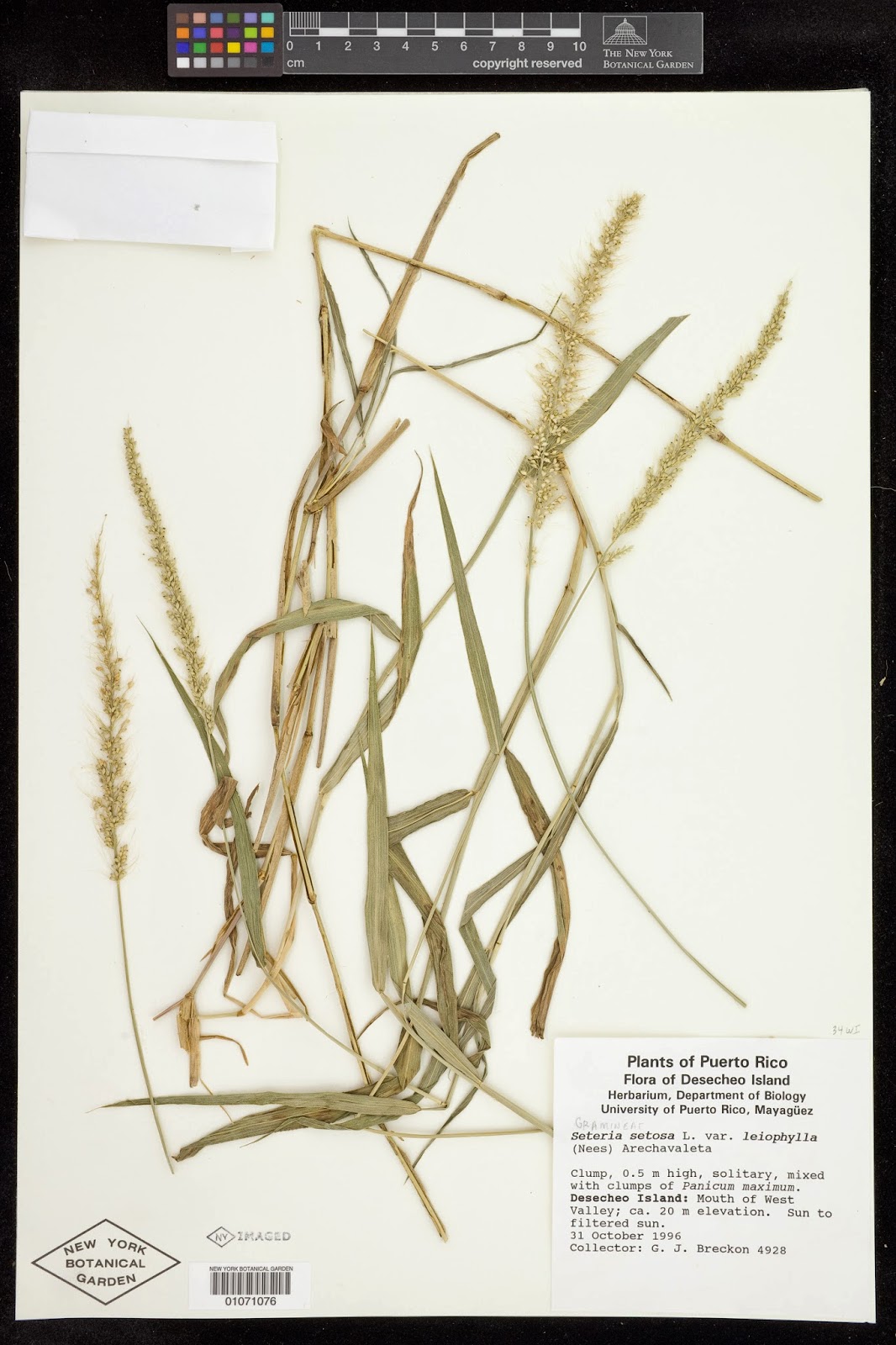 PLANT FAMILIES OF PUERTO RICO AND FLORIDA PAPO VIVES: POACEAE PANICEA ...