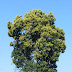 Trees Planet: Mangifera indica - Mango Tree