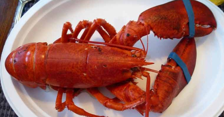 Life Outside the Swamp: A Lobster Dinner