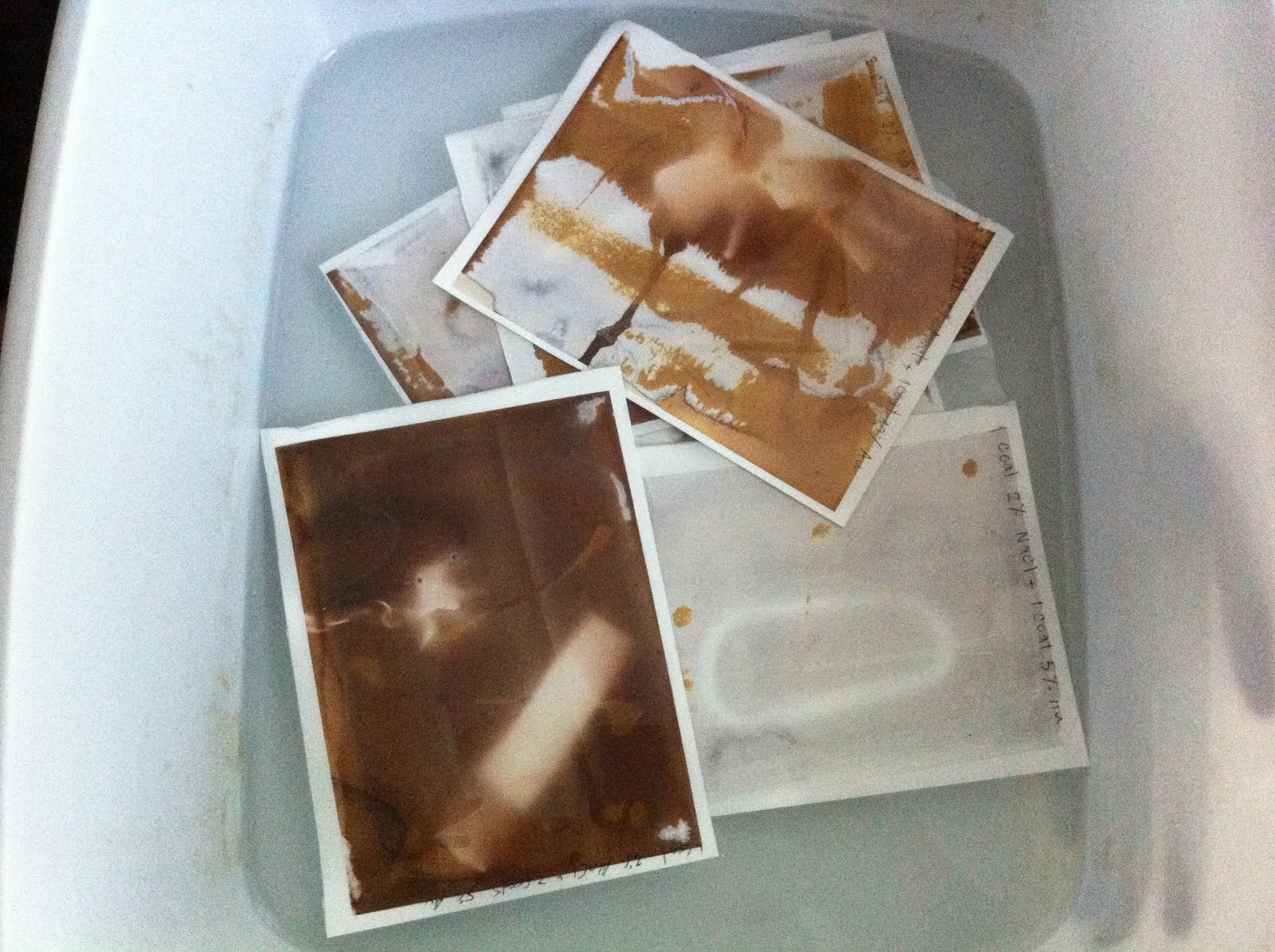 Lichen: Photogenic Drawing Salted Paper 1