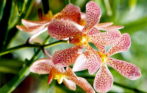 Kumpulan Gambar Bunga Anggrek:Blog Bunga