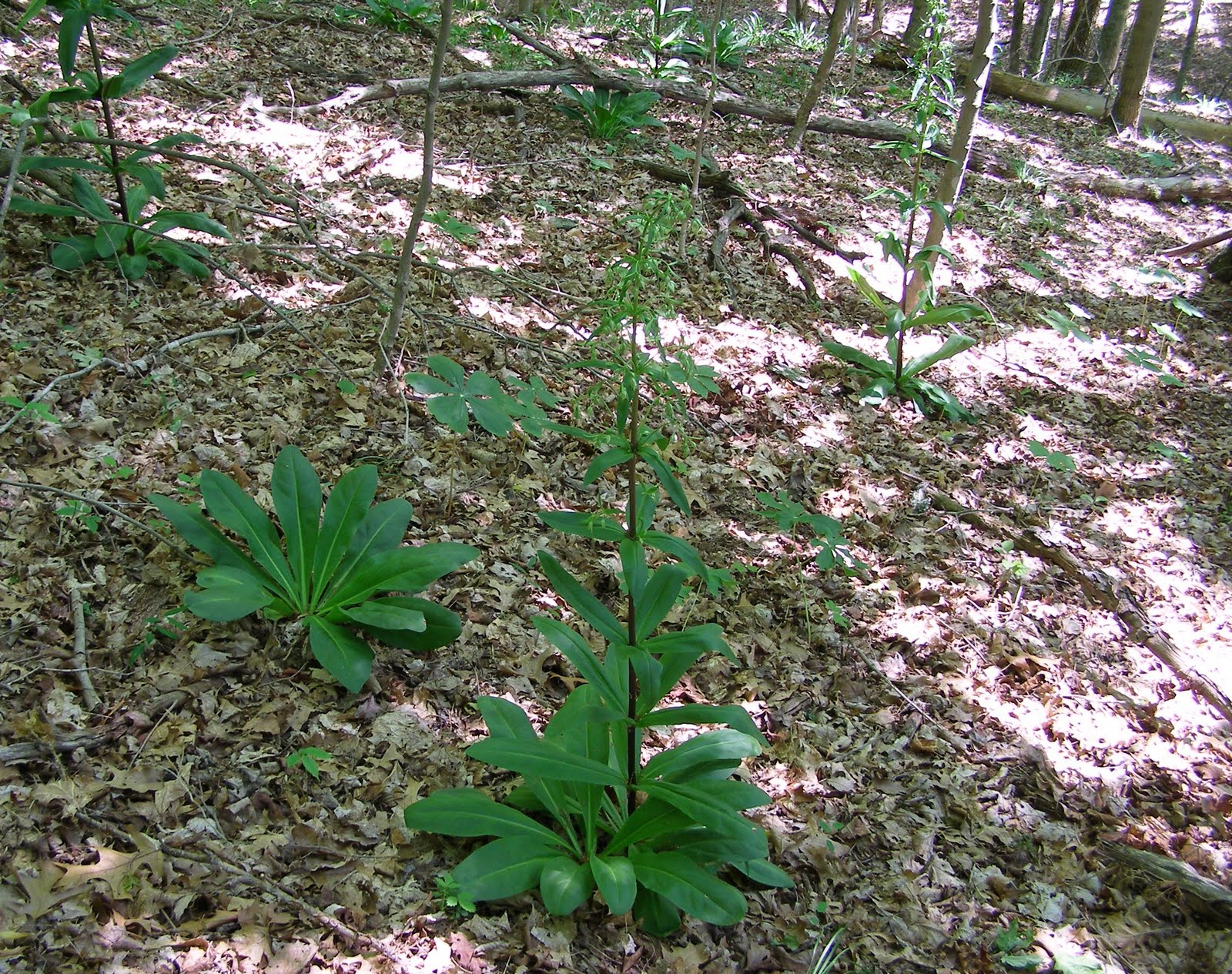 Ohio Flora: American Columbo - Frasera caroliniensis