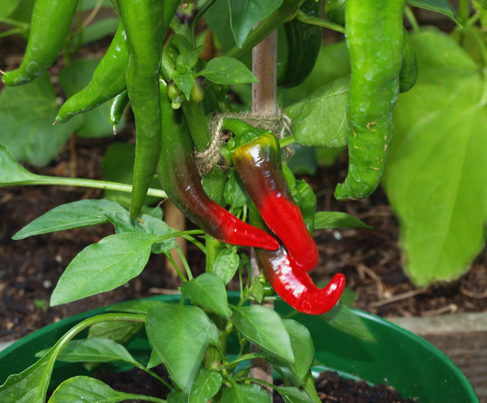 Mark's Veg Plot: Late-August Chilli update