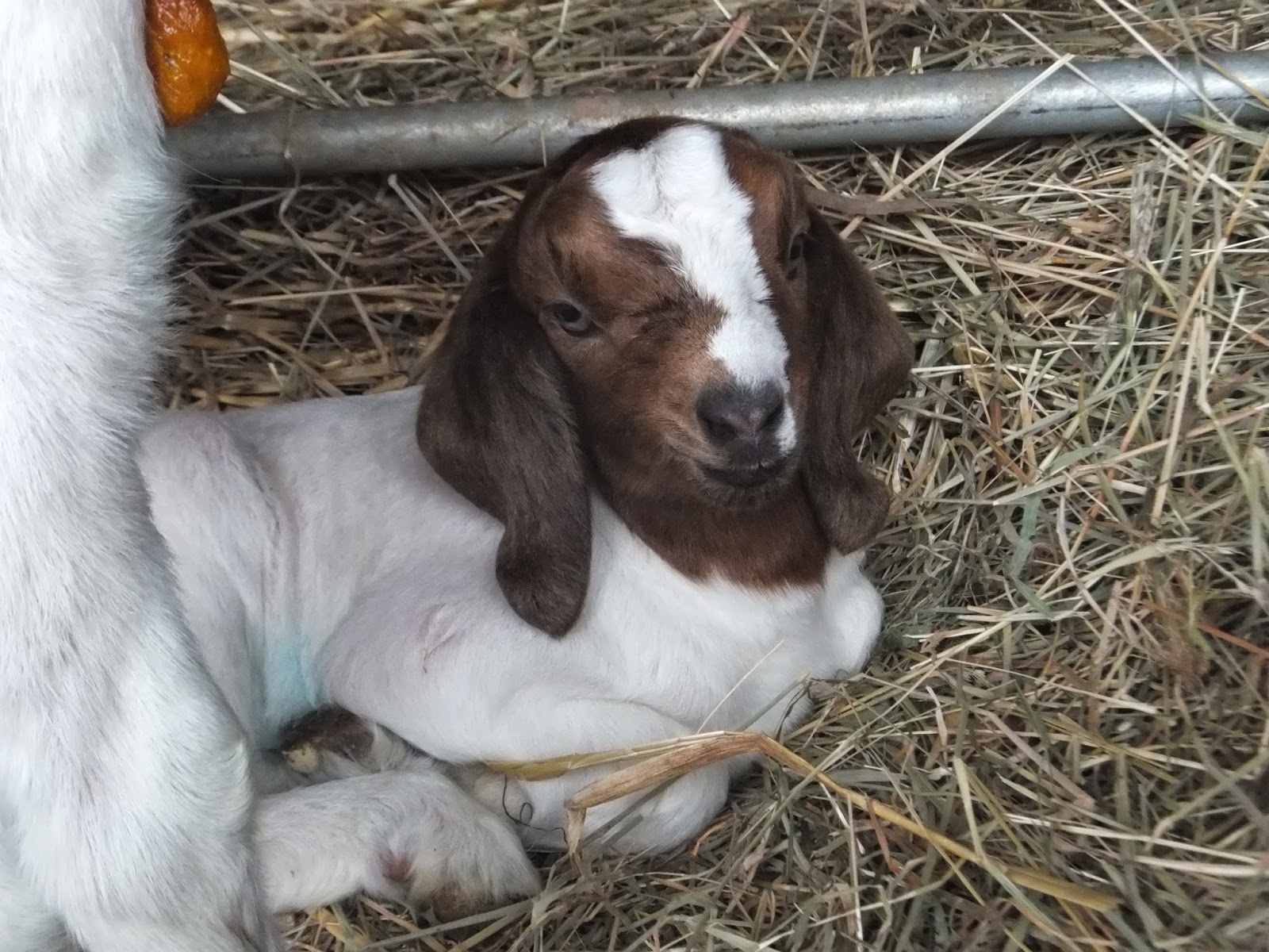 Bure Valley Farm