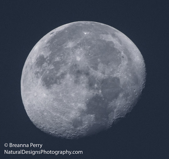 Breanna's Birding Blog: The Moon - November 15, 16, 17 - 2016