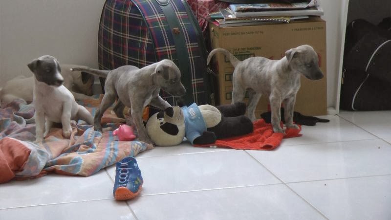 Mini Galgos: Mini Galgos à venda