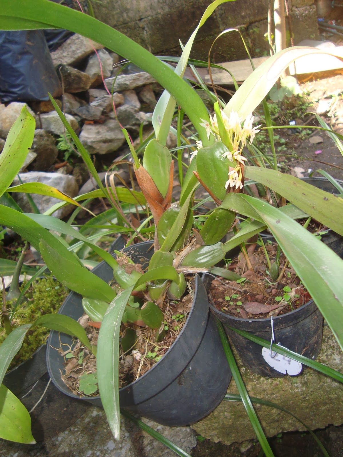 Orquídeas HElid: Maxillaria Densa