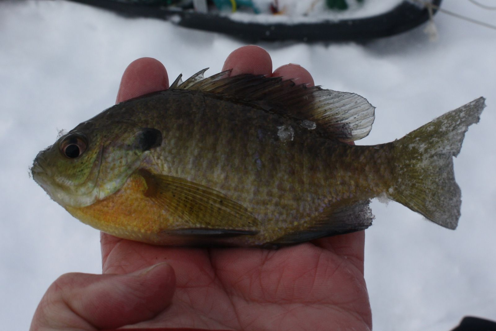 Catch-M-All: A Kibbie By Any Other Name