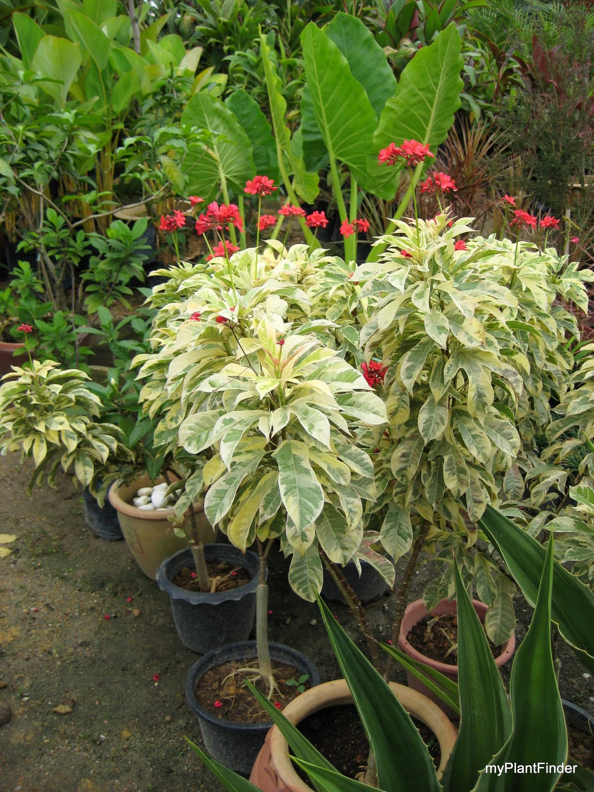 MY PLANT FINDER | Plant Guide: Jatropha integerrima cv. Variegated