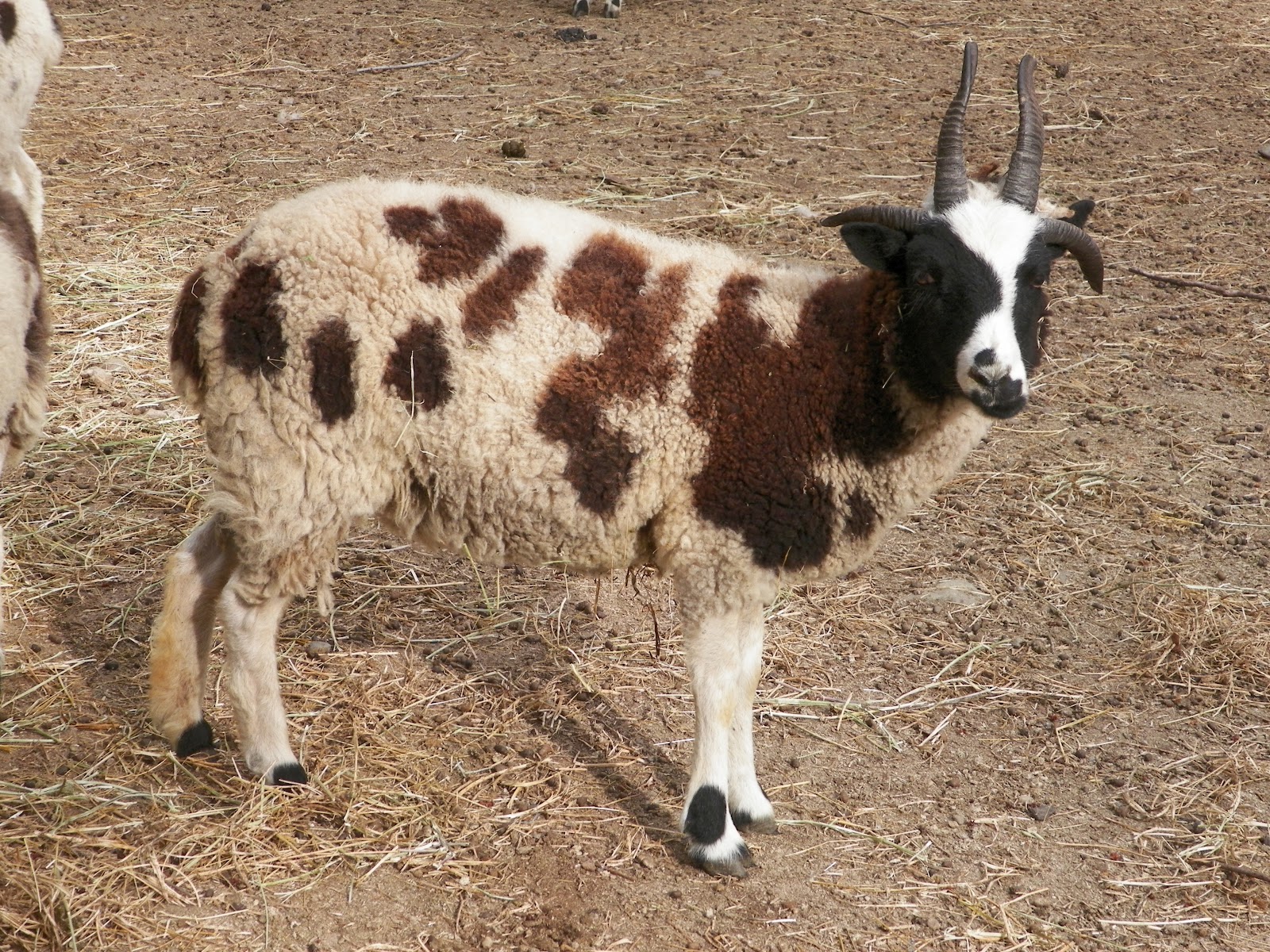 Red Dog, Spotted Sheep: June 2012