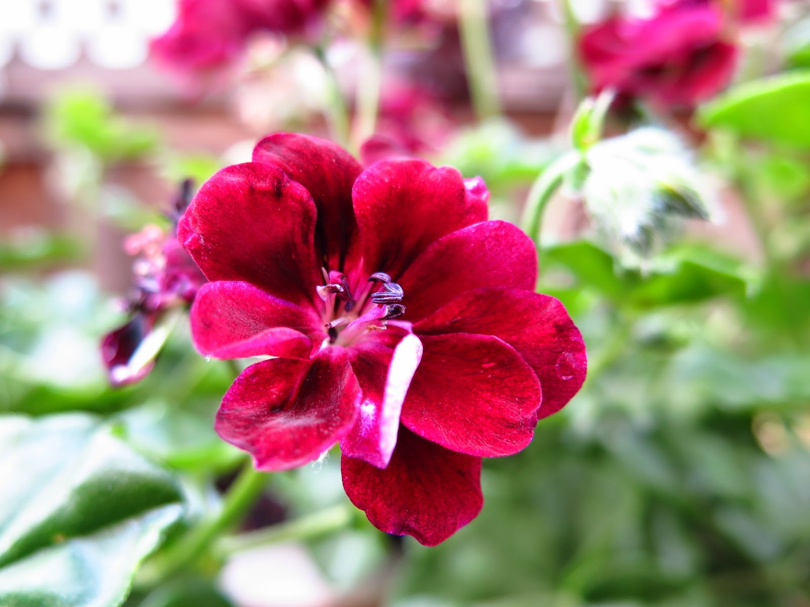 O Garden, My Garden!: Flower focus: Geraniums