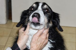 Know Thy Dog: PILLING YOUR DOG