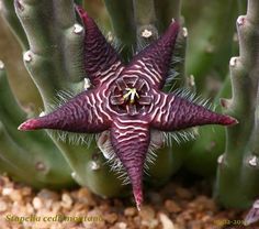 STAPELIA SPECIES ~ Cactus and suculents
