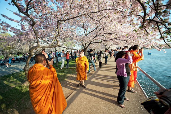 Beautiful Pictures: Cherry Blossom Trees - Beautiful Cherry Blossoms In ...