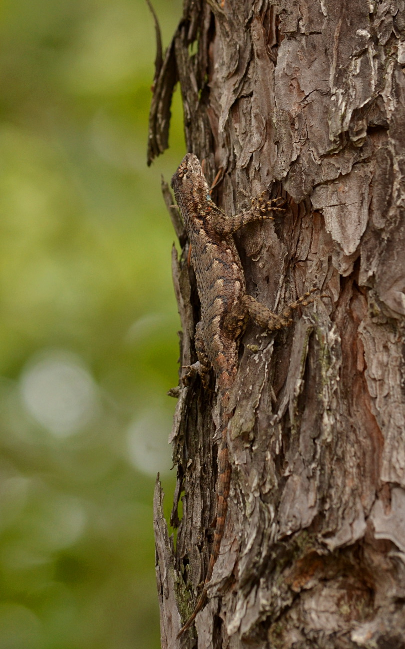 Woods Walks and Wildlife: Summer in a Pine Barrens Bog