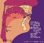 Bon's classroom tips: ¿Sabes pronunciar estas marcas?