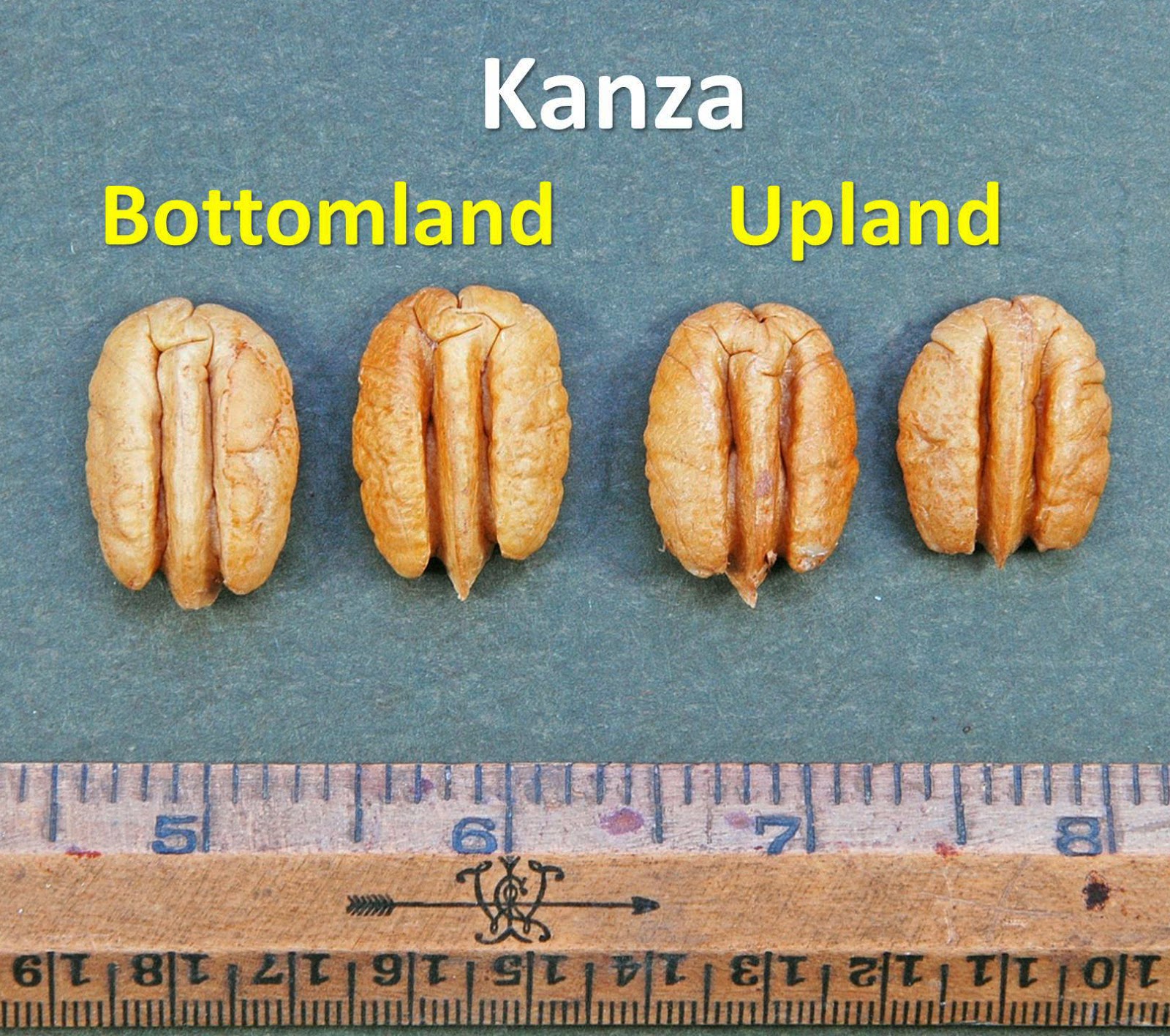 Northern Pecans: Site selection and pecan production
