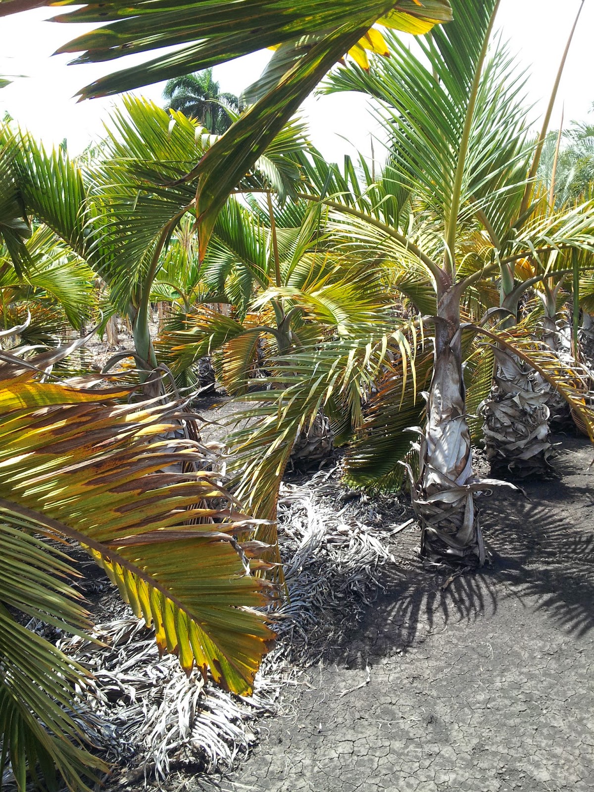 palmas ornamentales: Palma Botella