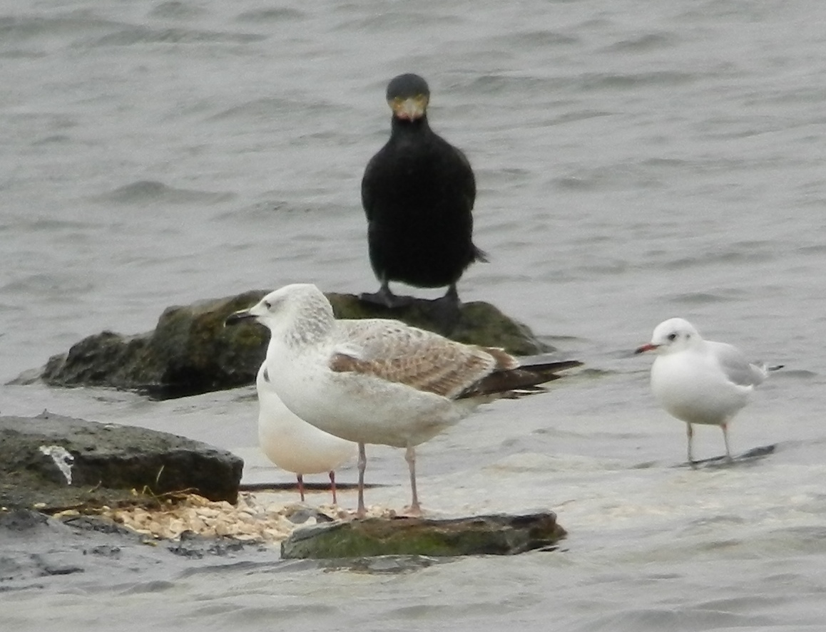 Barnsley Bird Sightings: 2012