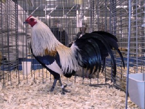 Birds Lover: American Game Bantam Chickens
