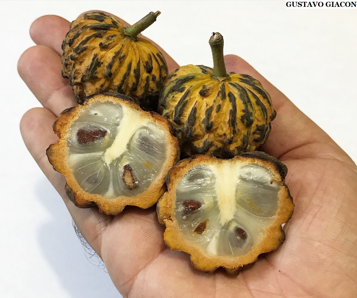 Viveiro Ciprest - Plantas Nativas e Exóticas: Araticum do Mato ou do ...