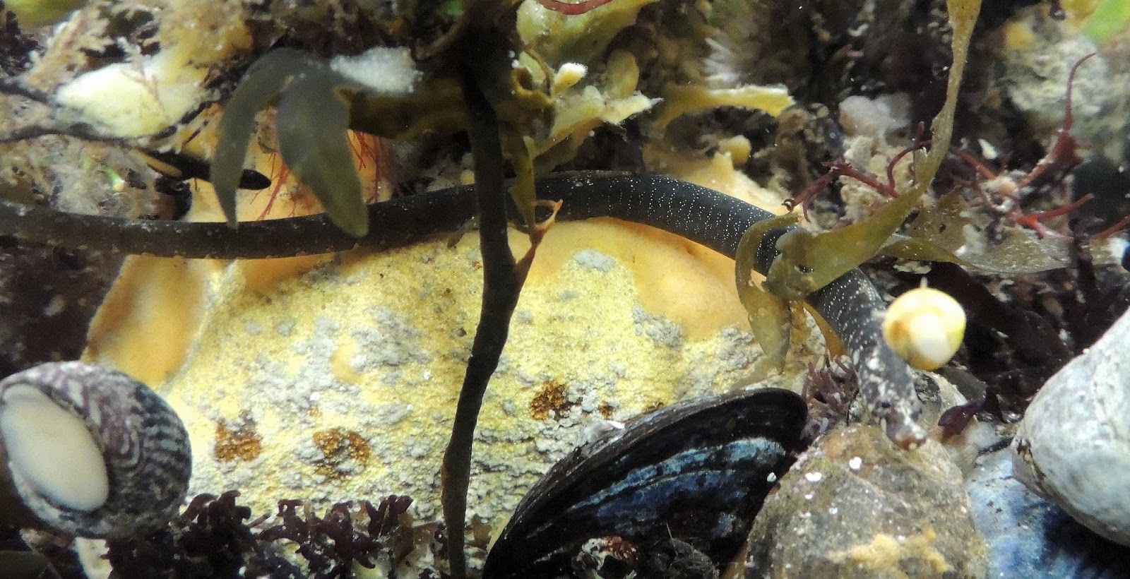 British Seashore & Rock Pool Life: Worm Pipefish, Nerophis lumbriciformis