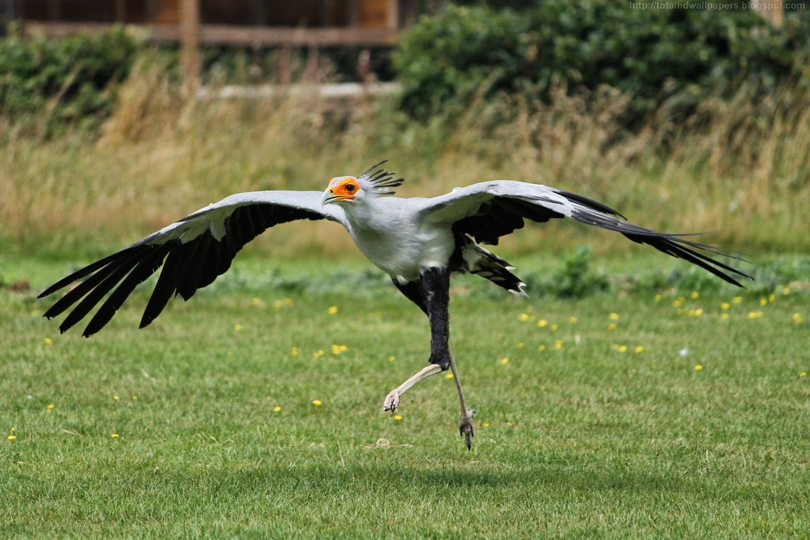 Kamal Shah: Secretary Bird HD Wallpapers
