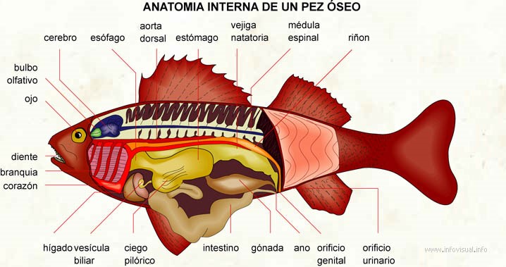 Aplicación del Método Científico : Disección de un pez