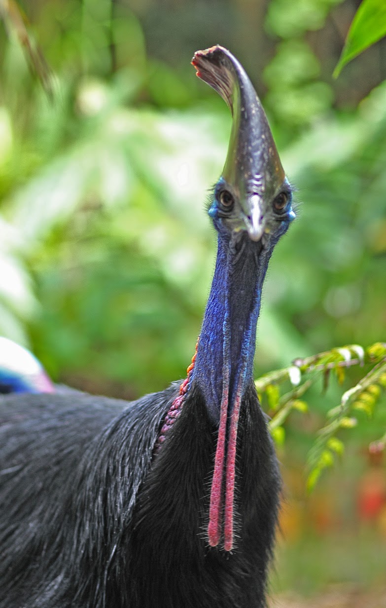 BunyipCo: Cassowary Update