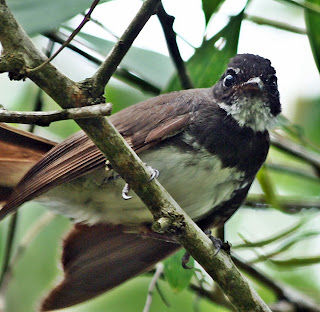 PENABAHARI : ODISI BERSAMA OLYMPUS: Burung Murai Gila