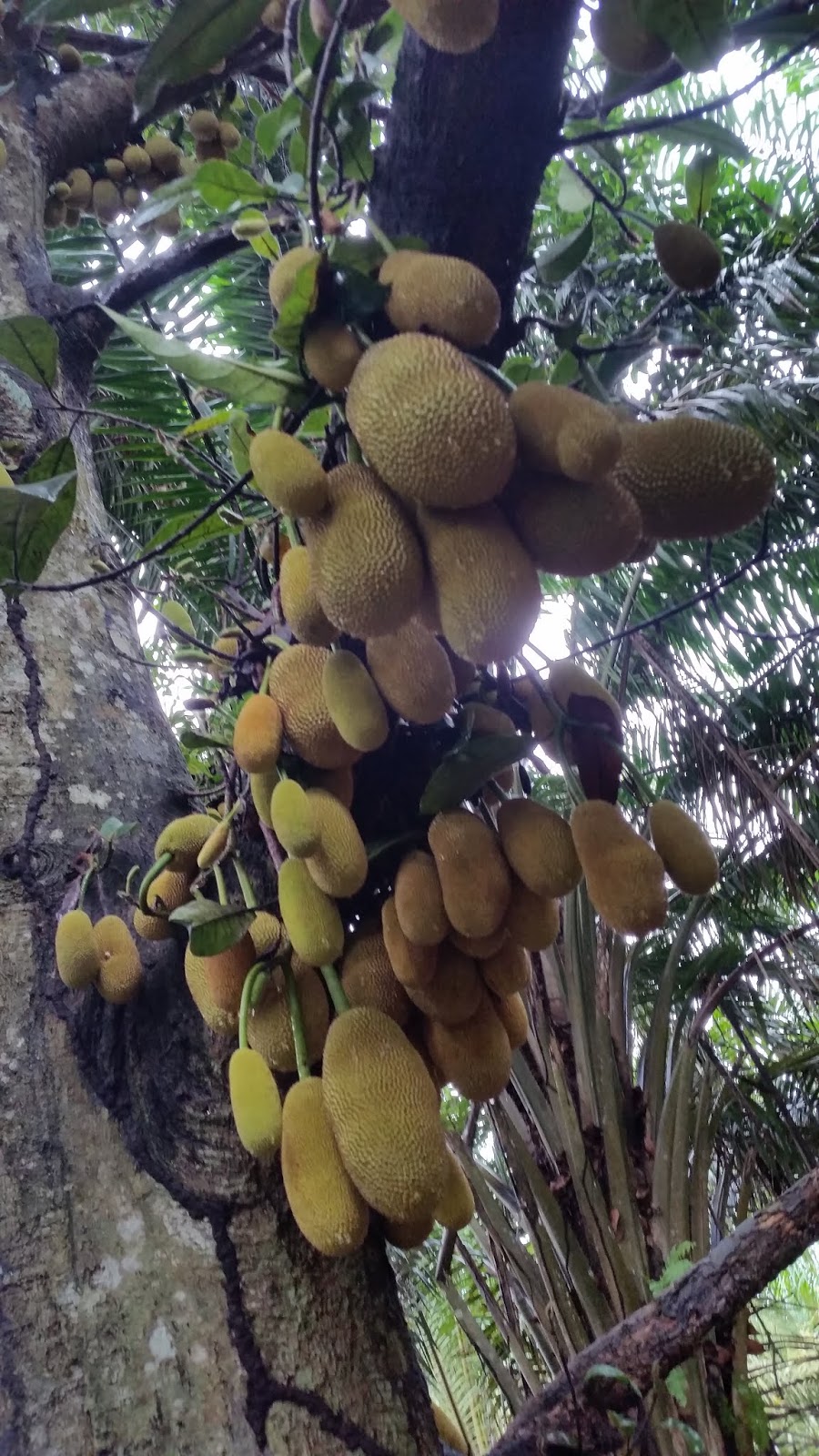 Warisan Petani: Pokok Cempedak Berbuah Lebat