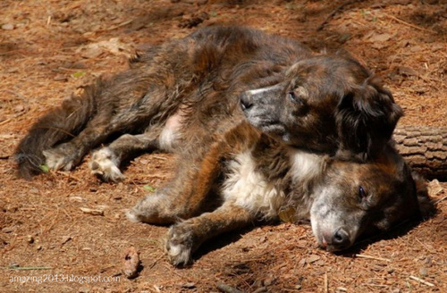 Amazing 2013: Two Headed Animals